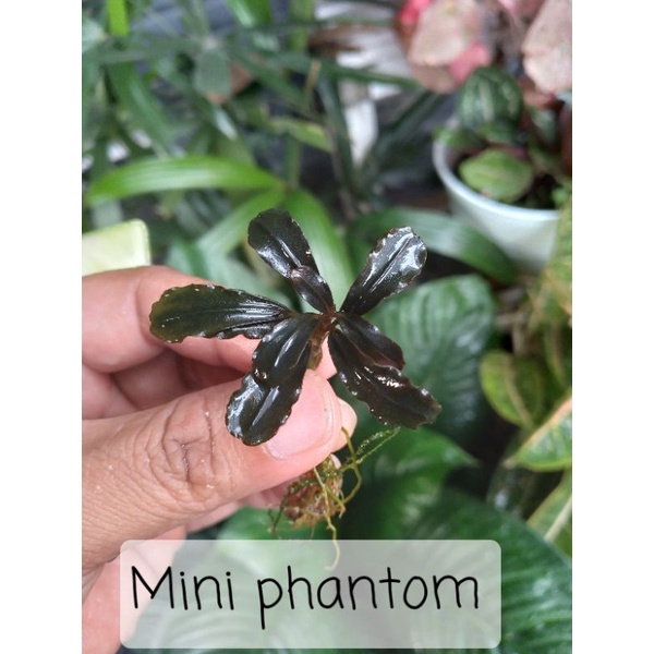 Jual buce bucephalandra mini phantom batangan | Shopee Indonesia