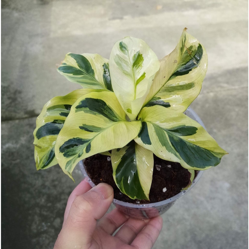 Jual Tanaman Daun Calathea Yellow Fussion kalatea tissue kuning pohon ...