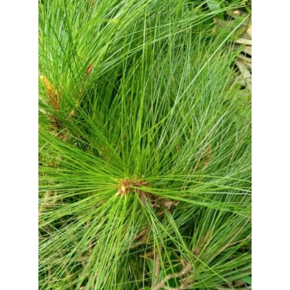 Jual Daun Pinus Segar 1Kg | Shopee Indonesia