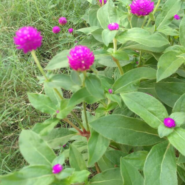 Jual Victory Seed Daun Kenop Herbal Segar (Isi 25 Daun) | Shopee Indonesia