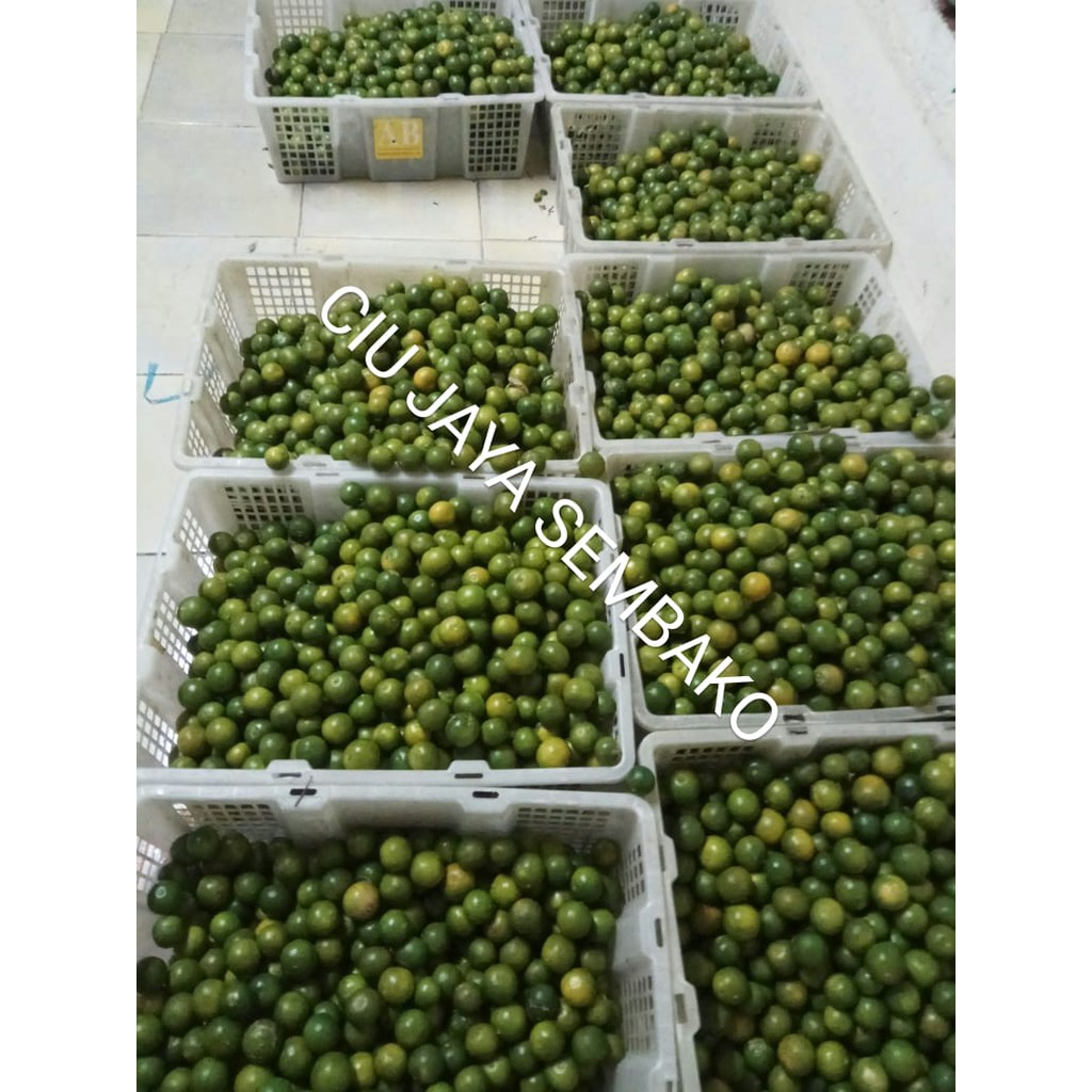 Jual JERUK SONKIT / JERUK KUNCI / LEMON CUI / SONKIT PONTIANAK ...