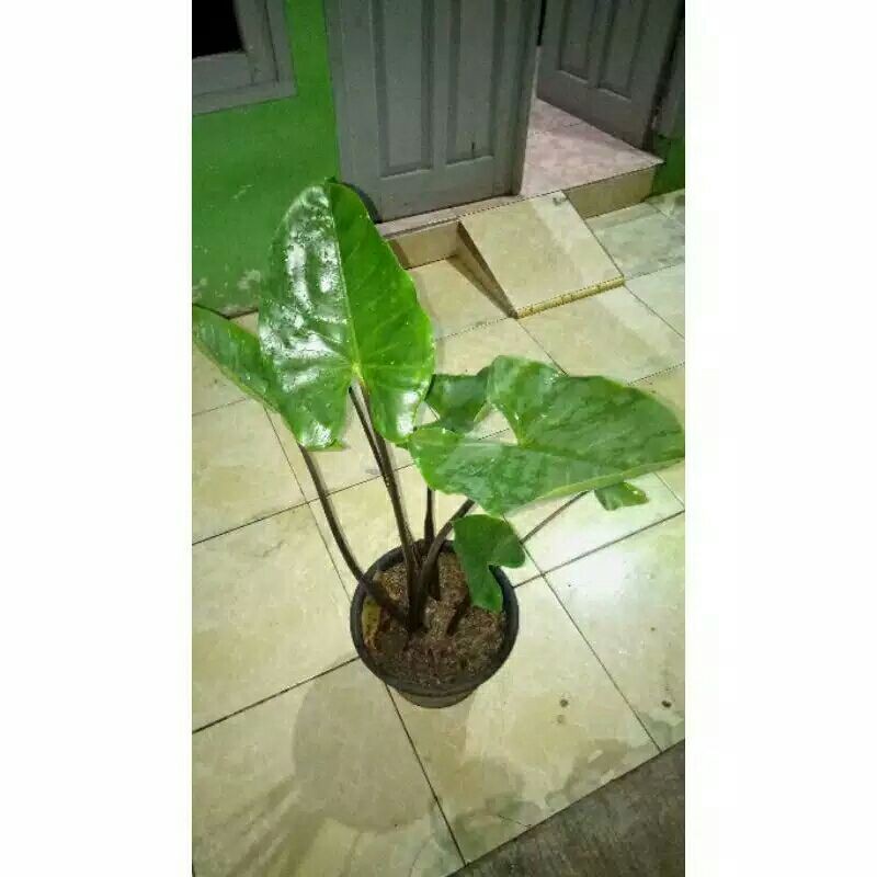Jual tanaman hias cente-caladium cente-keladi cente hijau-bibit cente ...