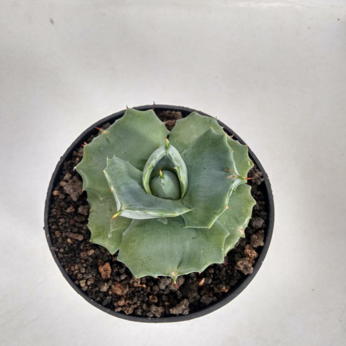 Jual Tanaman hias Agave potatorum cv. Shoji-Raijin / Agave 'blue rose ...