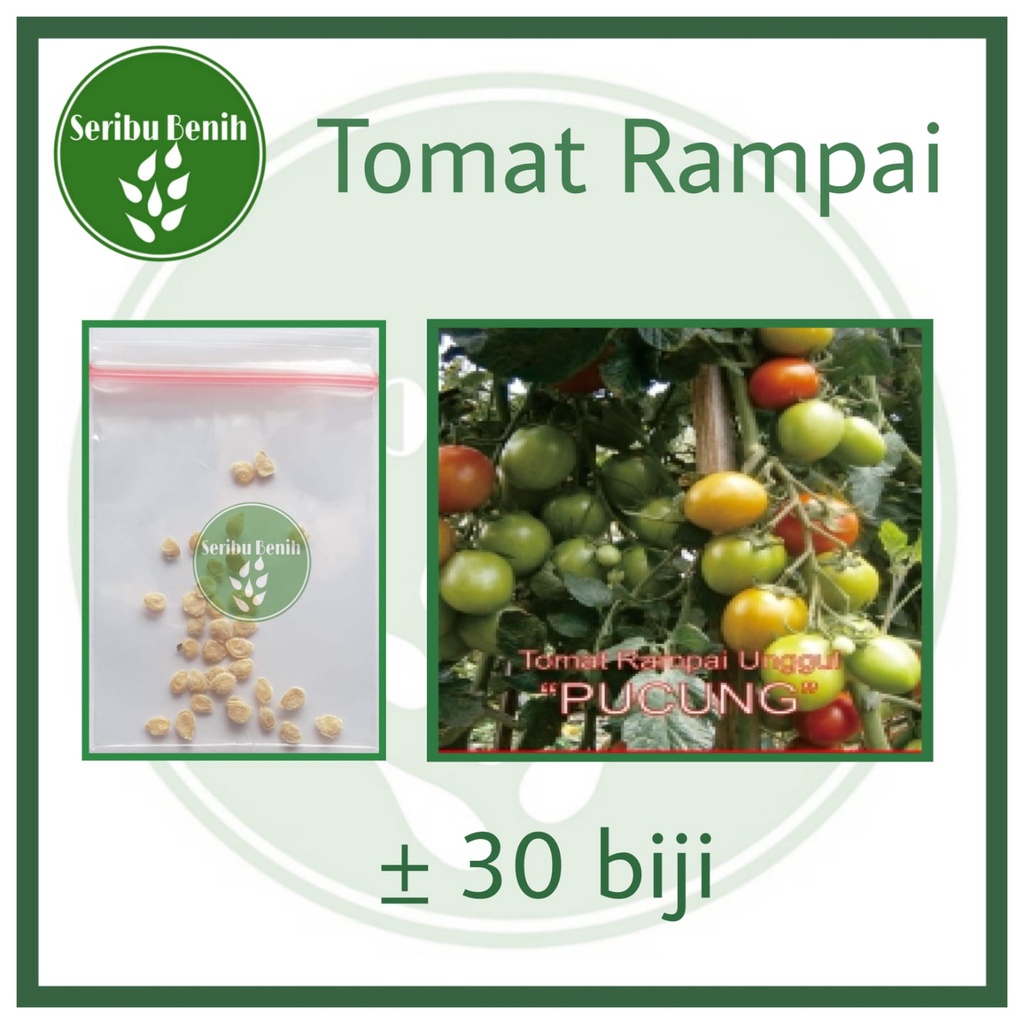Jual 30 Benih Tomat Rampai Pucung - Bibit Tomat Rempai Unggul Garuda ...