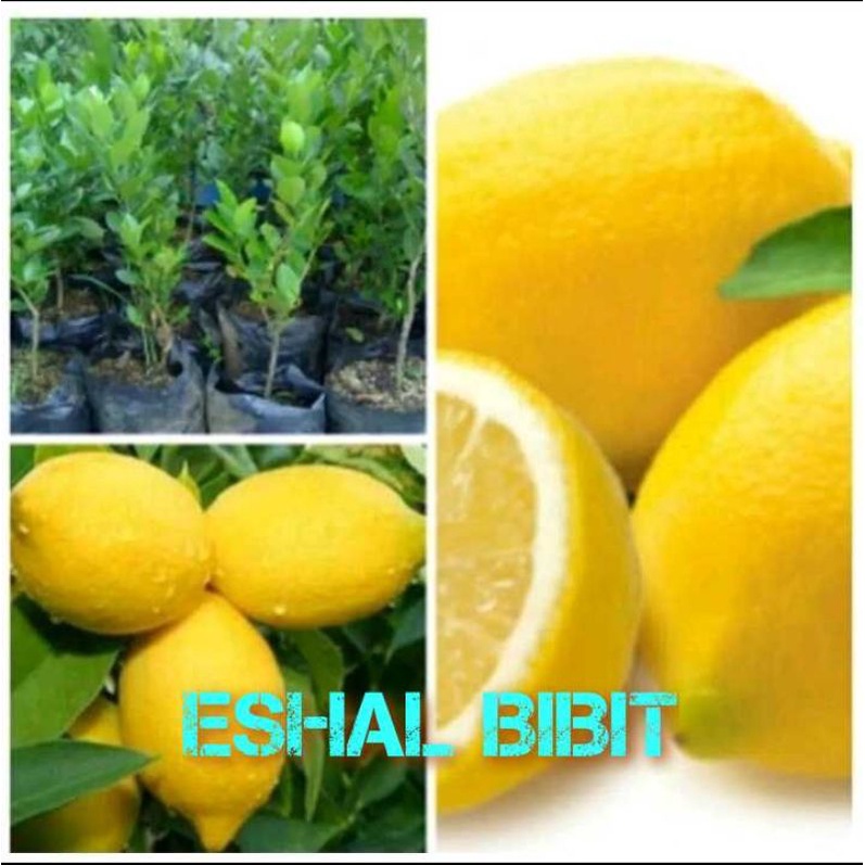 Jual Bibit Jeruk Lemon siap ditanam 1 tahun bisa berbuah lebat | Shopee ...