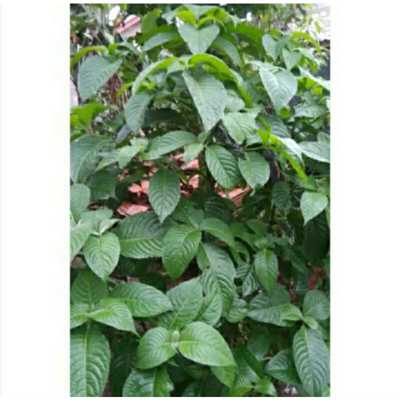 Jual TRICHANTERA GIGANTEA / BIBIT POHON PAKAN TERNAK | Shopee Indonesia