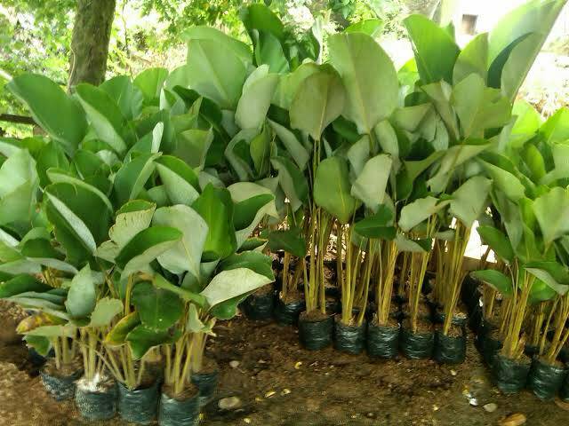 Jual TANAMAN HIAS CALATHEA LUTHEA - TANAMAN HIAS PISANG CALATHEA ... Jual TANAMAN HIAS CALATHEA LUTHEA - TANAMAN HIAS PISANG CALATHEA ...