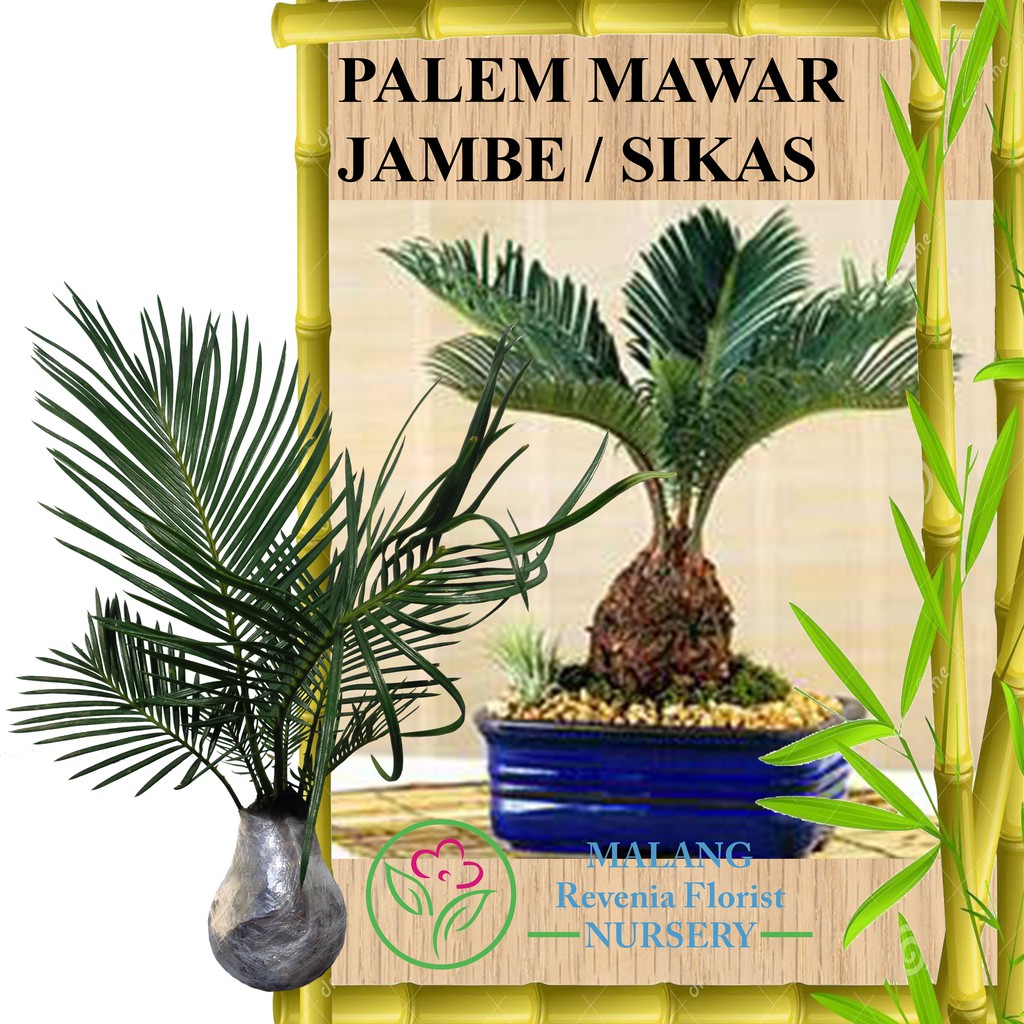 Jual Tanaman Palem Mawar Jambe / Sikas (Tinggi 30-40 cm) | Shopee Indonesia