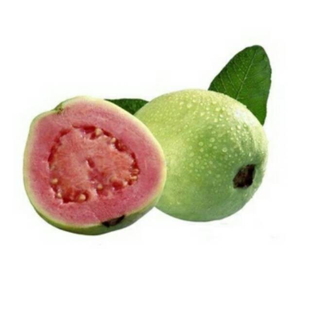 Jual Biji Benih Buah Jambu Biji Guava (Tropical Fruit Tree Seeds ...