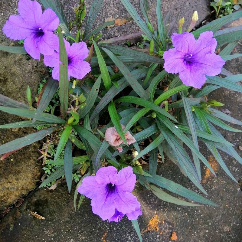 Jual stek bunga kencana ungu | stek ruellia tuberosa brittoniana ...