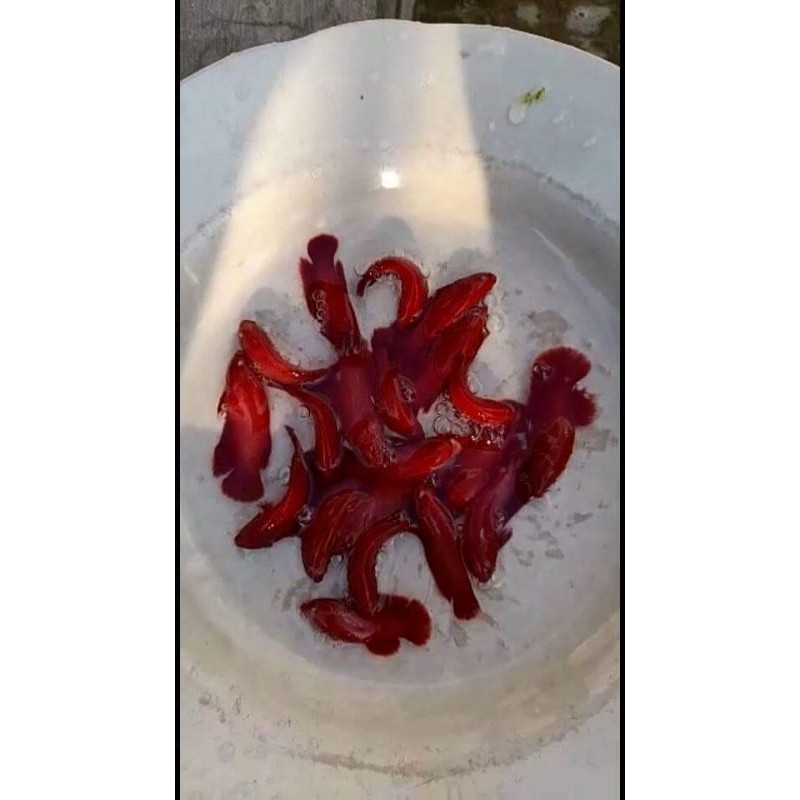 Jual ikan cupang pk(plakat) super red warna asli!!! | Shopee Indonesia