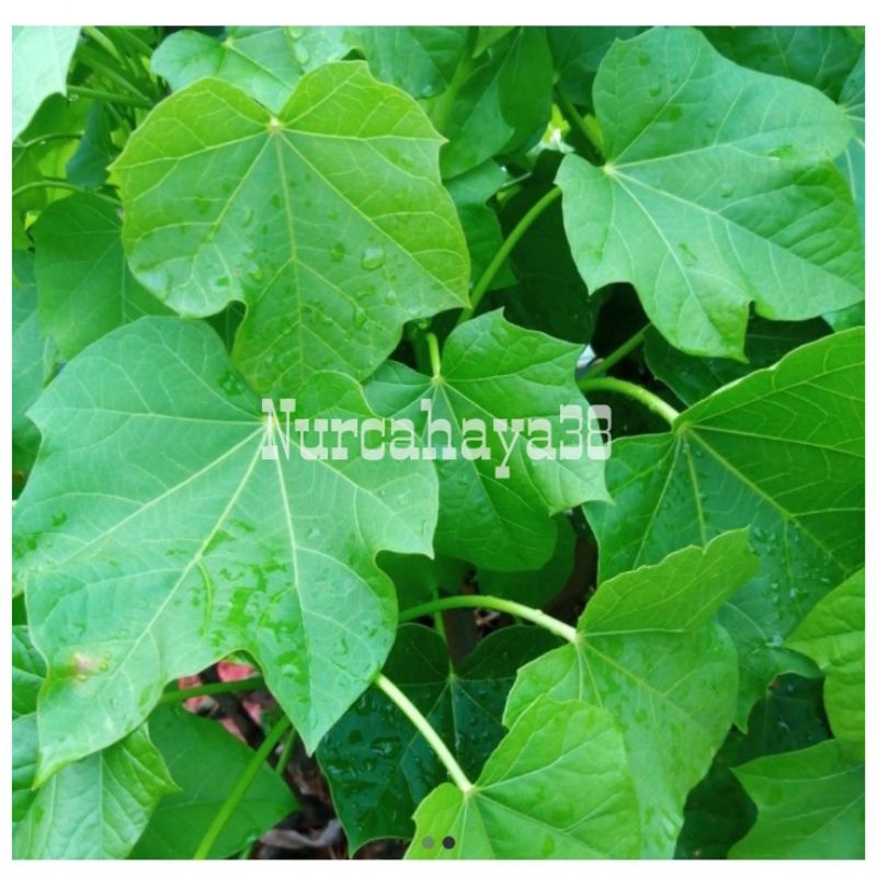 Jual DAUN JARAK FRESH/50 lembar | Shopee Indonesia