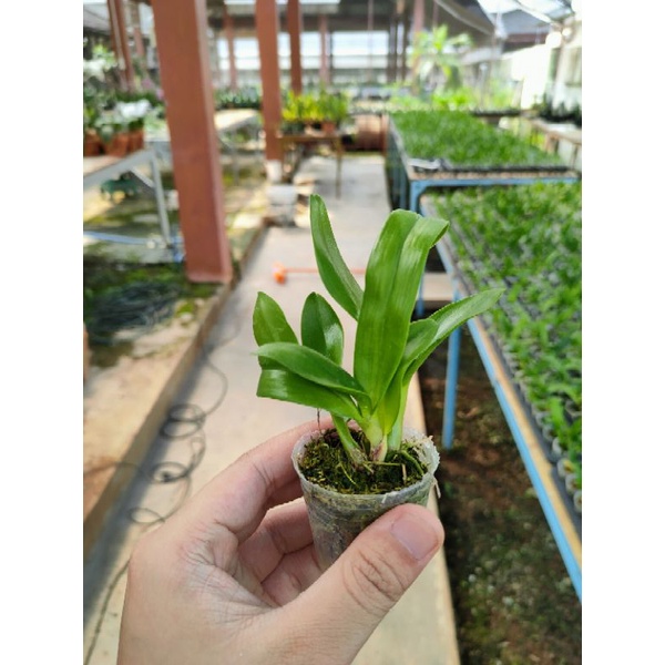 Jual Paket 100 ribu dapat 12 pot seedling anggrek dendrobium keriting ...