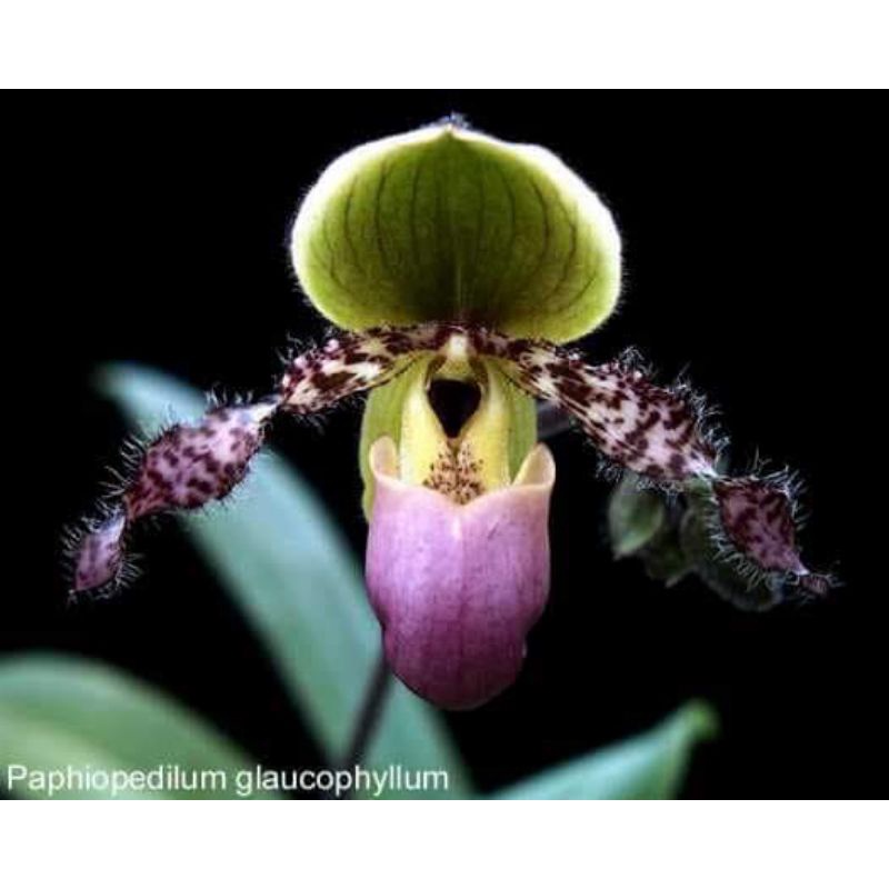 Jual paphiopedilum glaucophyllum | Shopee Indonesia