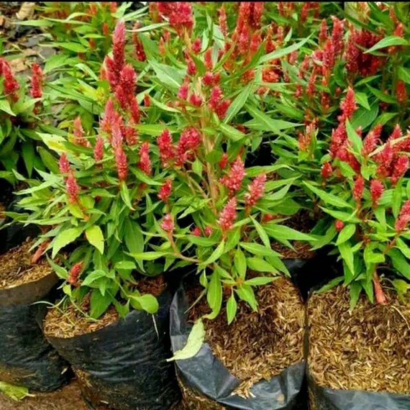 Jual Tanaman Jengger Ayam Bunga Merah Tanaman Bunga Celosia murah ...