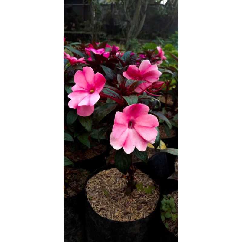 Jual Bunga Pacar Air (Merah, Ungu, Putih, Pink) | Shopee Indonesia