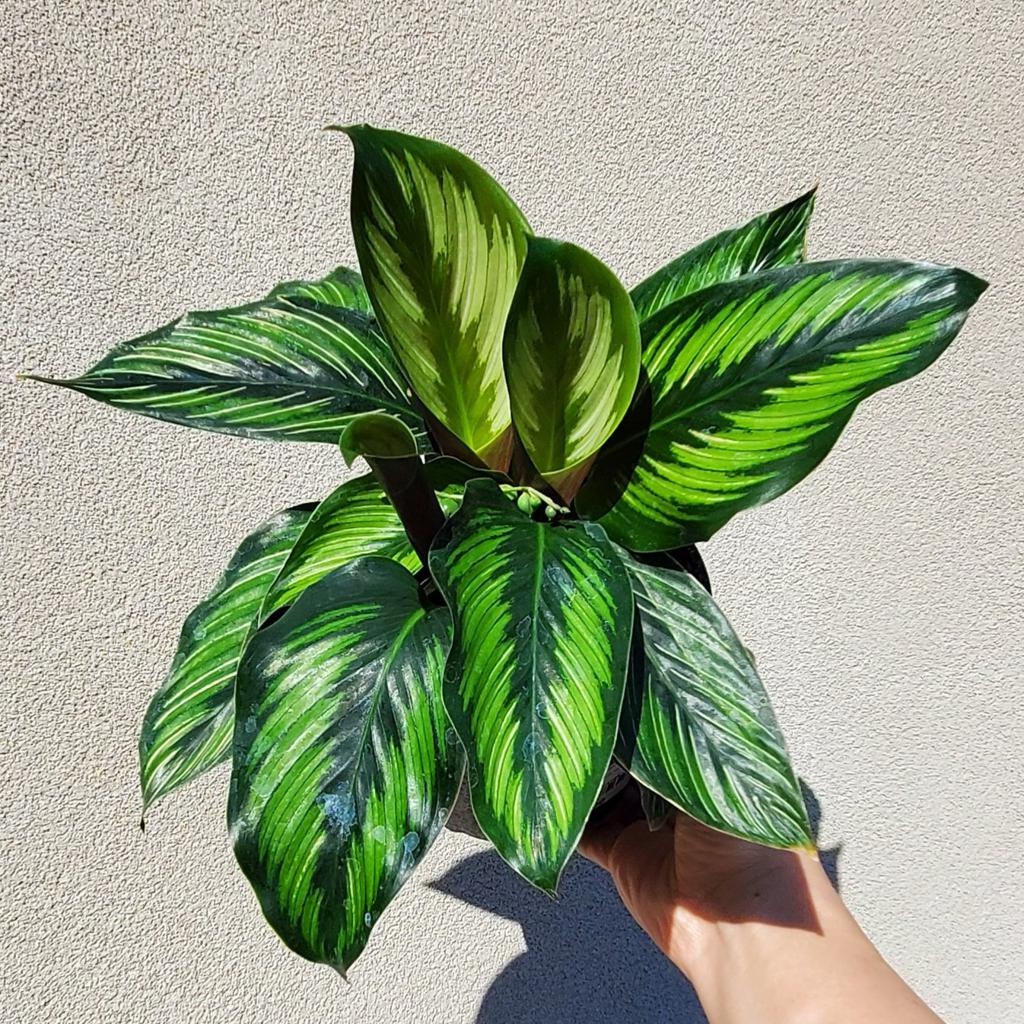 Jual Calathea Beauty Star ||Tanaman Hias|| tanaman hias murah | Shopee ... Jual Calathea Beauty Star ||Tanaman Hias|| tanaman hias murah | Shopee ...