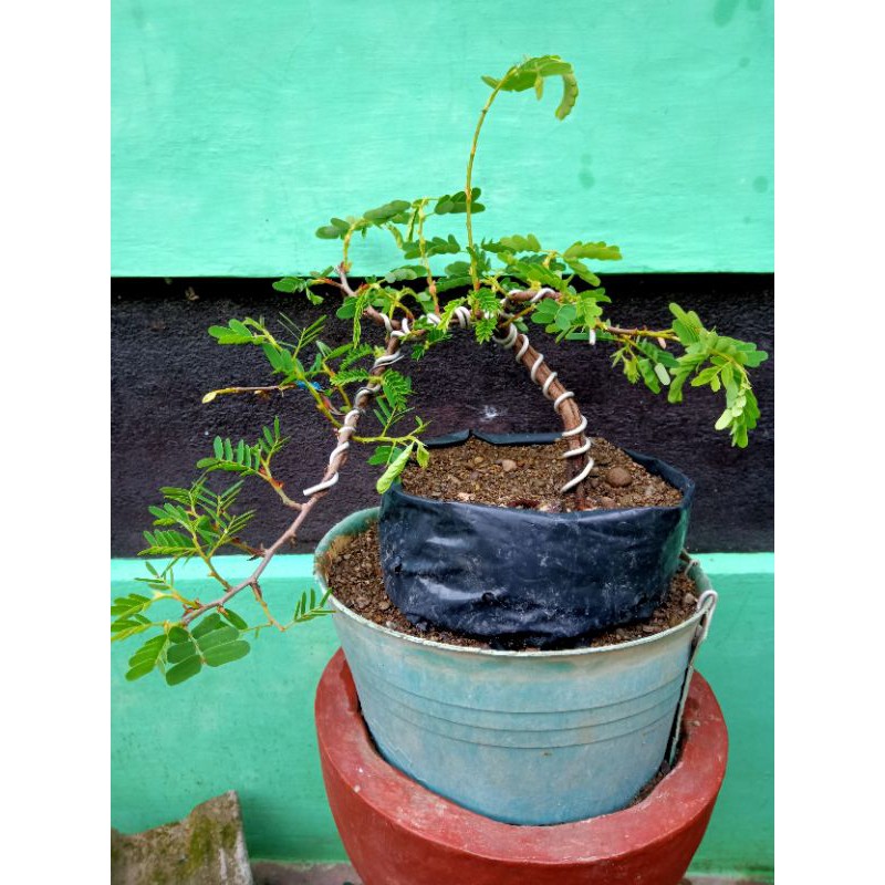 Jual bahan bonsai mame/asam jawa sudah progam sunat akar (pecah akar ...
