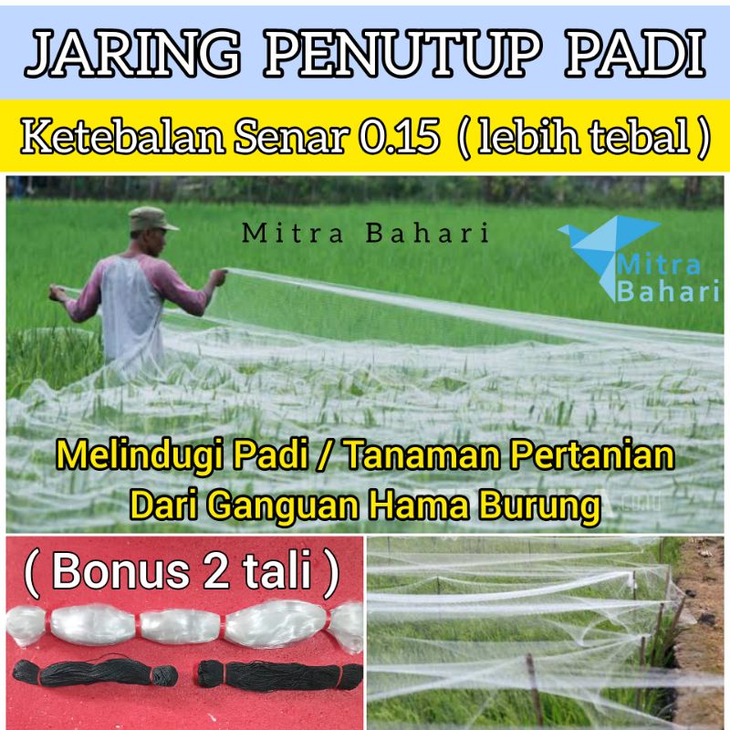 Jual JARING TUTUP PADI SENAR 0.15 (LEBIH TEBAL) JARING BURUNG PIPIT ... Jual JARING TUTUP PADI SENAR 0.15 (LEBIH TEBAL) JARING BURUNG PIPIT ...