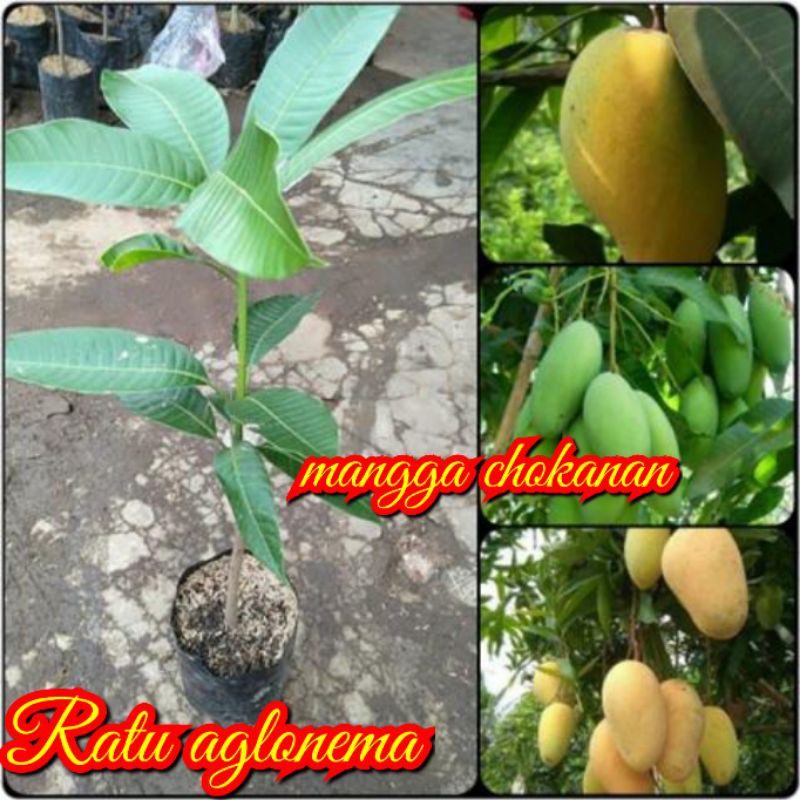 Jual BIBIT MANGGA CHOKANAN UNGGUL | Shopee Indonesia