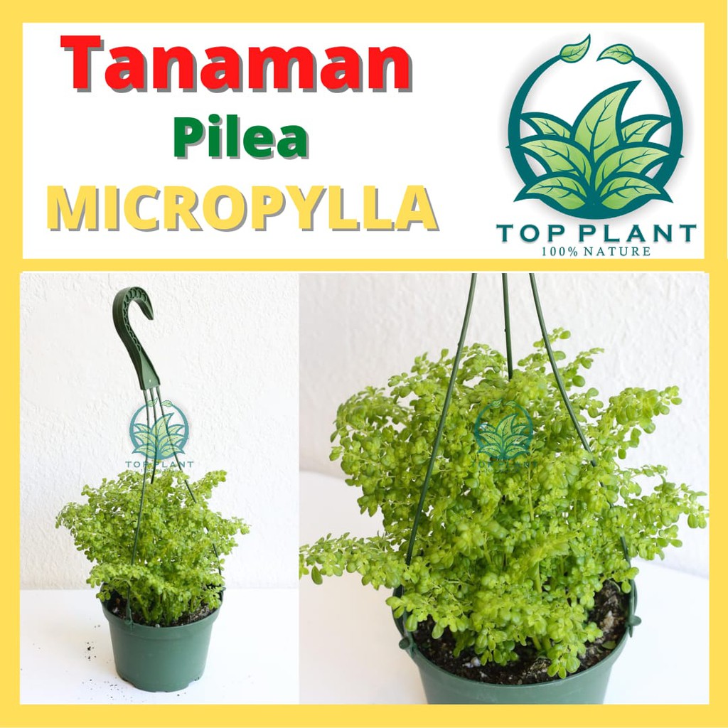 Jual Tanaman Hias Bunga katumpangan -(Pilea Microphylla) - Pakis Moto ...