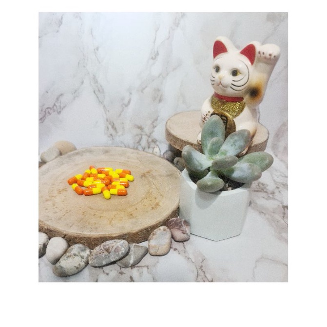 Jual Herbal Pyometra kucing | Shopee Indonesia