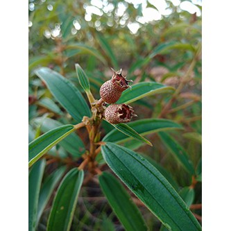 Jual Buah Senduduk /senggani (Melastoma candidum) | Shopee Indonesia