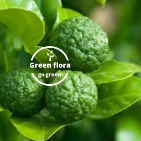 Jual Promo pohon jeruk limo sudah berbuah-bibit pohon jeruk limau ...