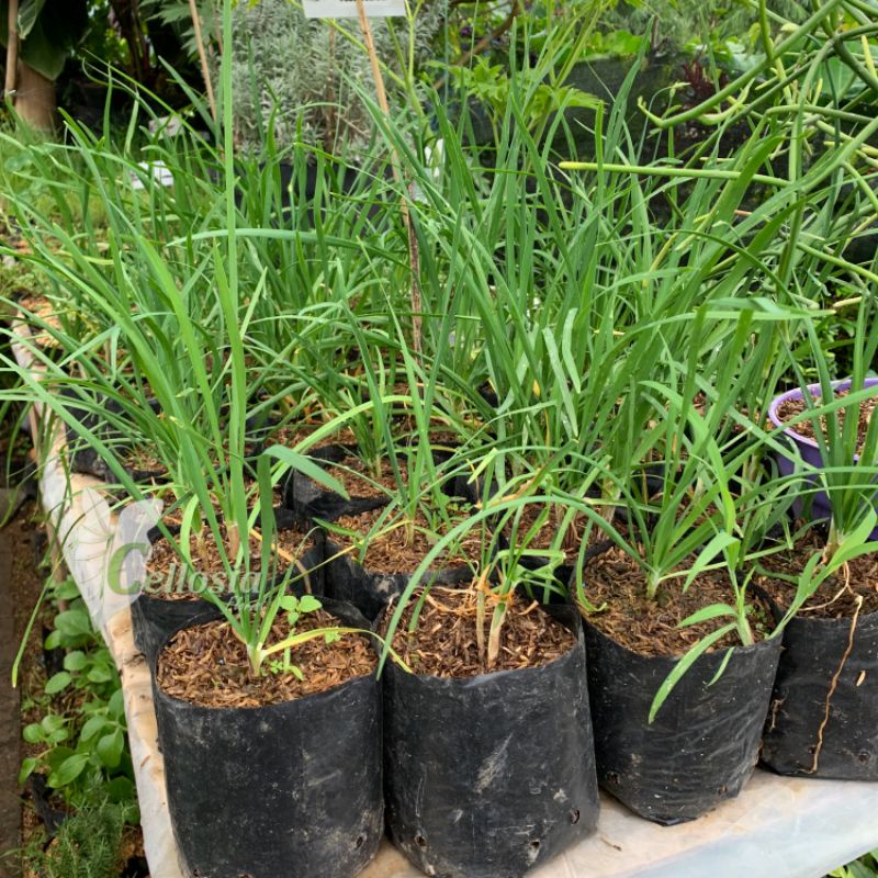 Jual Tanaman Herbal Rempah Daun Kucai / Bawang Kucai | Shopee Indonesia