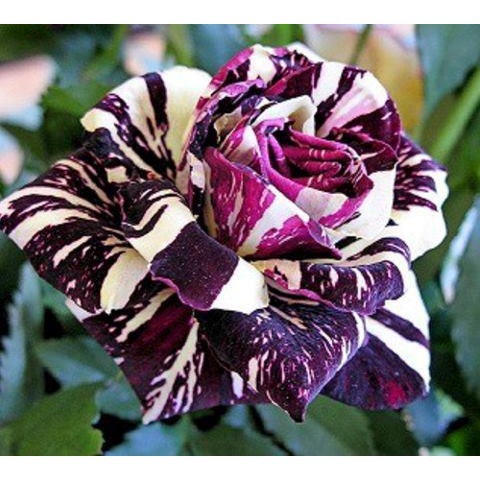 Jual Benih/Biji Bunga Mawar Batik Dark Purple (Stripe Shrub Rose Purple ...