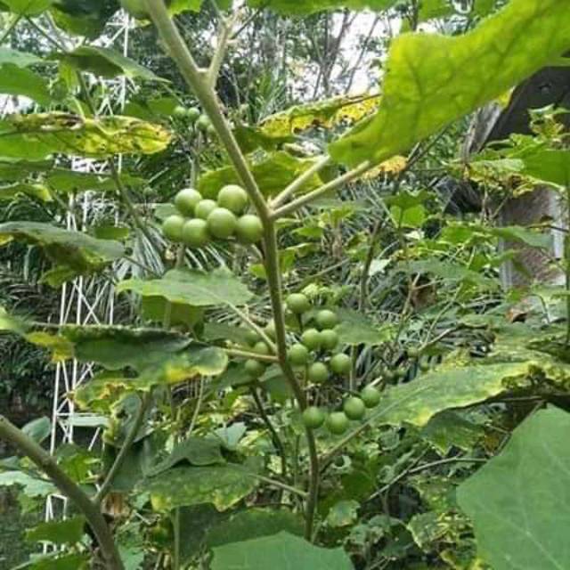 Jual Buah tekokak,cepokak segar(500gram) | Shopee Indonesia