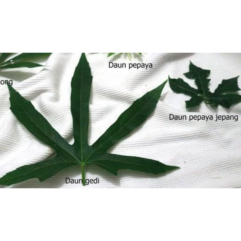 Jual Daun gedi 100gr sayuran bernutrisi tinggi | Shopee Indonesia