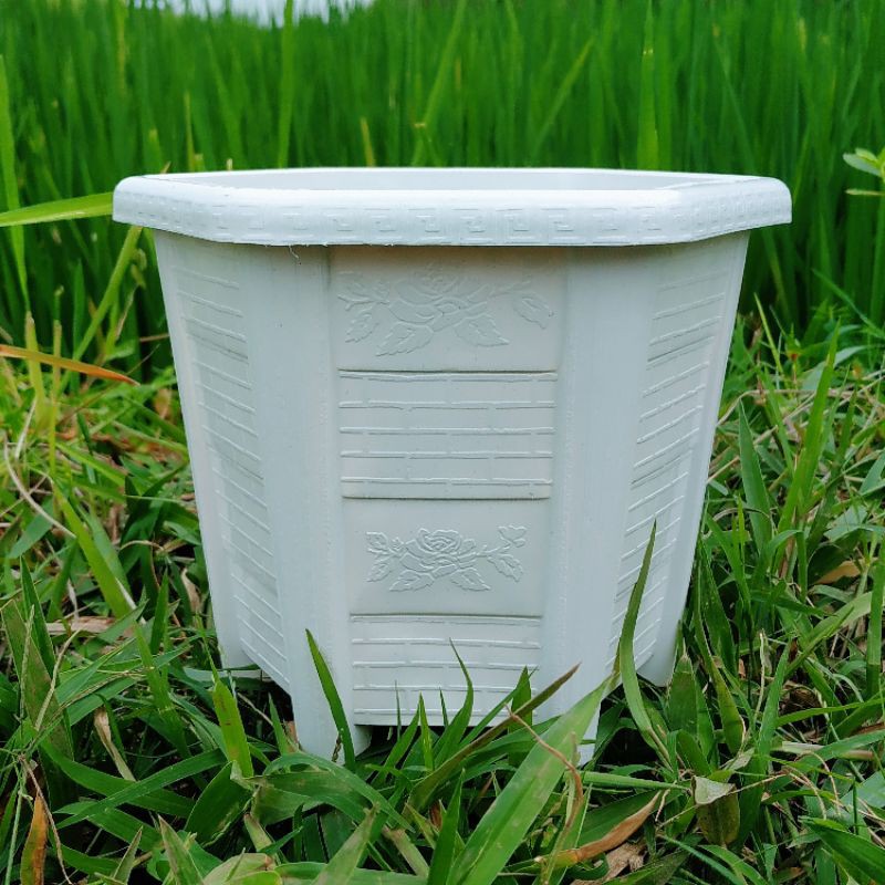 Jual POT TANAMAN / BUNGA SEGI ENAM 17 LEGENDA PUTIH | Shopee Indonesia