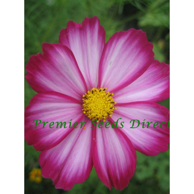 Jual Cosmos Picotee 10 Biji (Benih Biji Bibit Tanaman Bunga) | Shopee ...