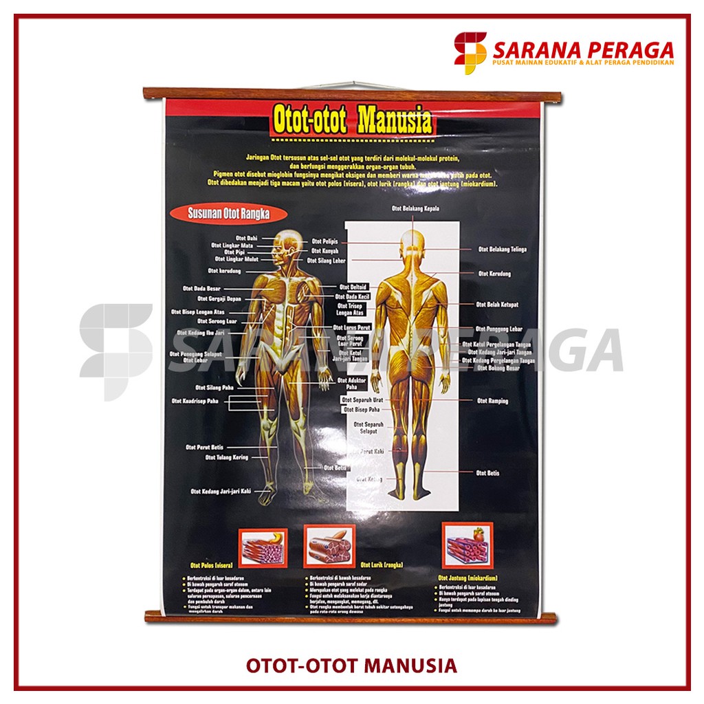 Jual SaranaPeraga - Carta Poster Gambar Otot Otot Manusia / Carta Alat ...