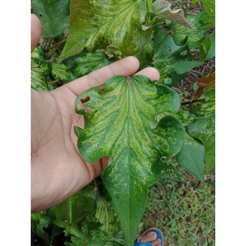 Jual WARU WAYANG/BATIK | Shopee Indonesia