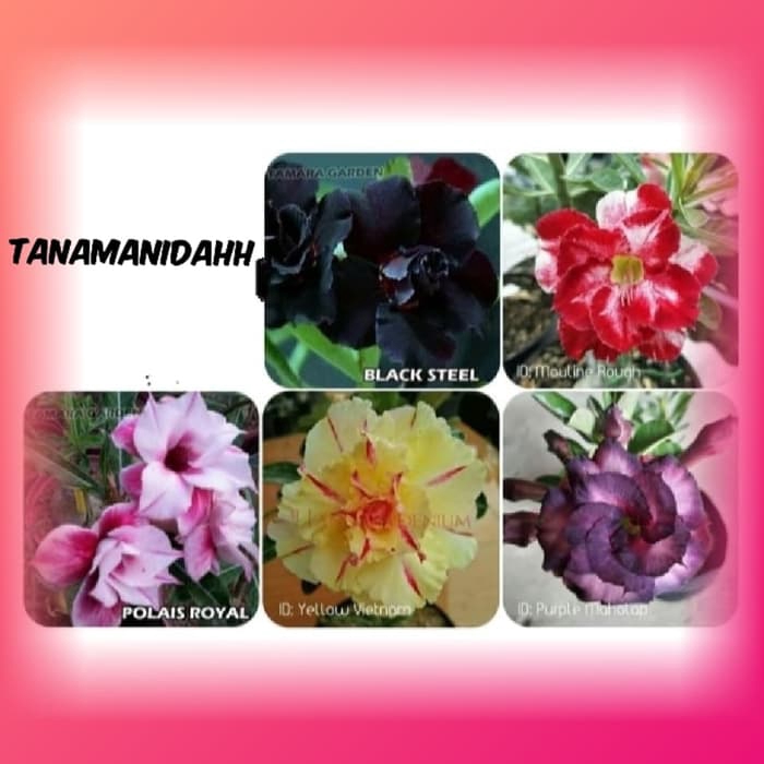 Jual Kemboja Jepang Tumpuk Bibit Adenium Tanaman Hias Adenium Bunga
