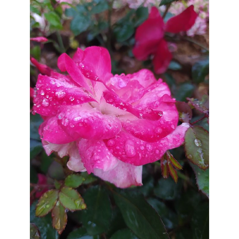 Jual TANAMAN HIAS BUNGA MAWAR SUPER BIG BUNGA TEBAL |COD| WARNA RANDOM ...