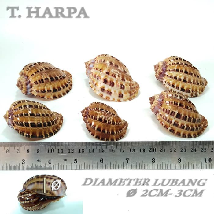 Jual T harpa shell cangkang rumah kelomang umang hermit crab keong ...