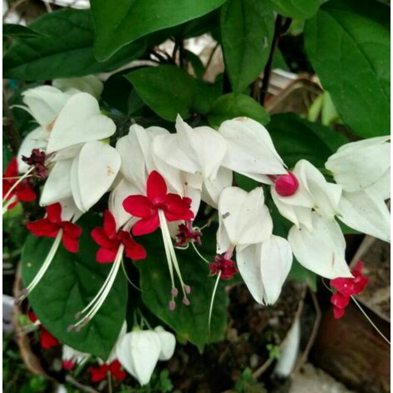 Jual Tanaman Hias Nona Makan Sirih Cantik / sirih gading nona makan ... Jual Tanaman Hias Nona Makan Sirih Cantik / sirih gading nona makan ...