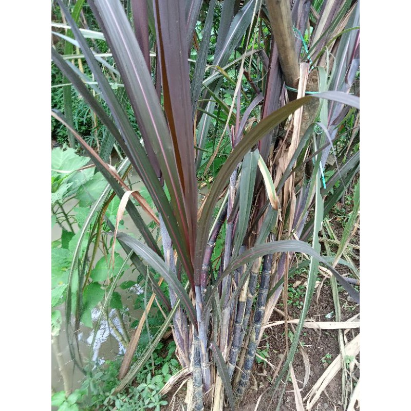 Jual Tebu Wulung/Tebu Hitam Asli Herbifarma | Shopee Indonesia