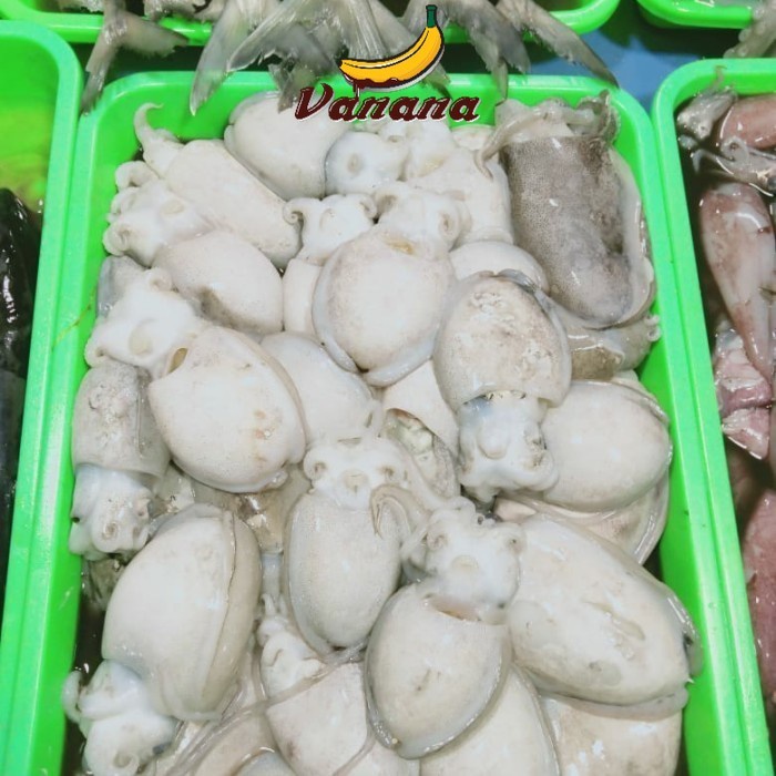 Jual Sotong 1/2kg (500g) | Shopee Indonesia