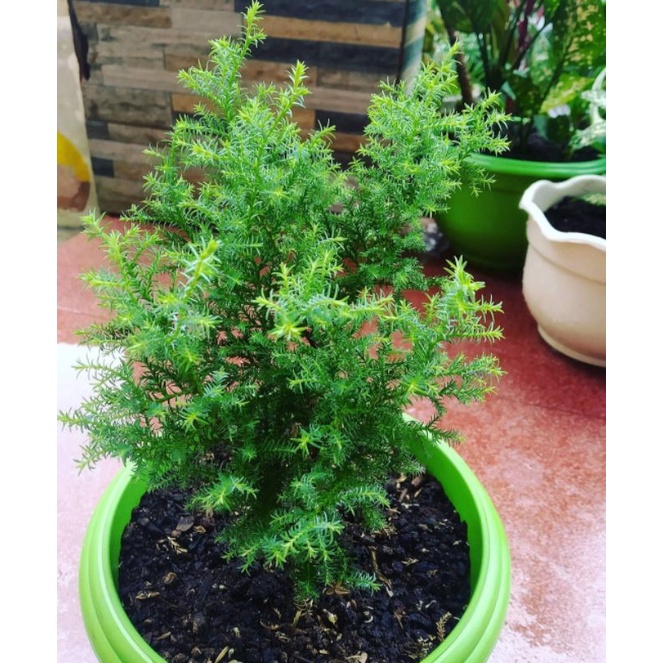 Jual tanaman Cemara embun | Shopee Indonesia