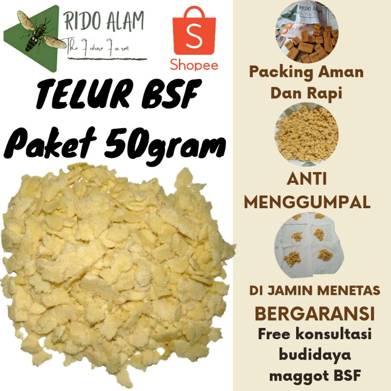 Jual Telur lalat bsf per 50gram Telur maggot bsf bibit maggot bsf ...