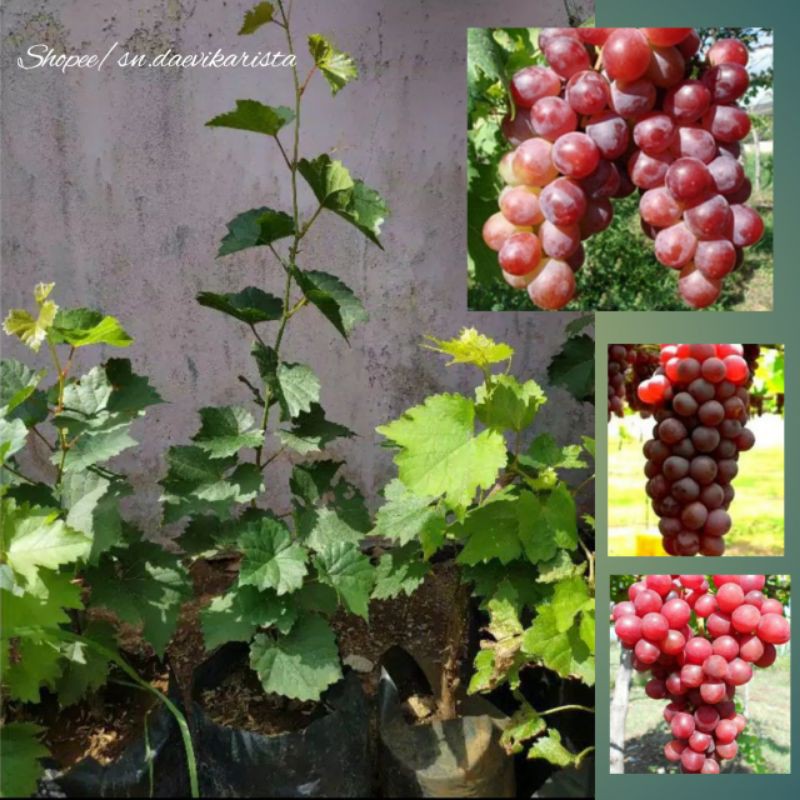 Jual Bibit tanaman anggur merah isabela | yellow belgia | red prince ...