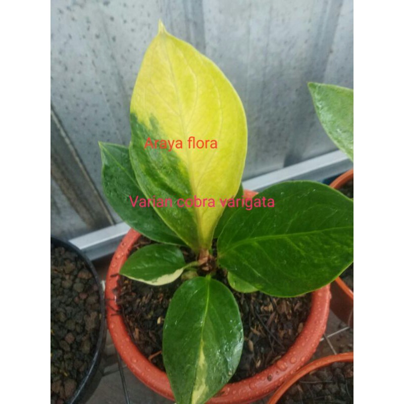Jual Jemani varian cobra varigata | Shopee Indonesia
