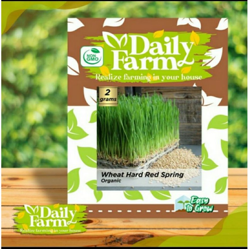 Jual Daily Farm - WheatGrass Merah organik - WheatGrass Organic Red ...