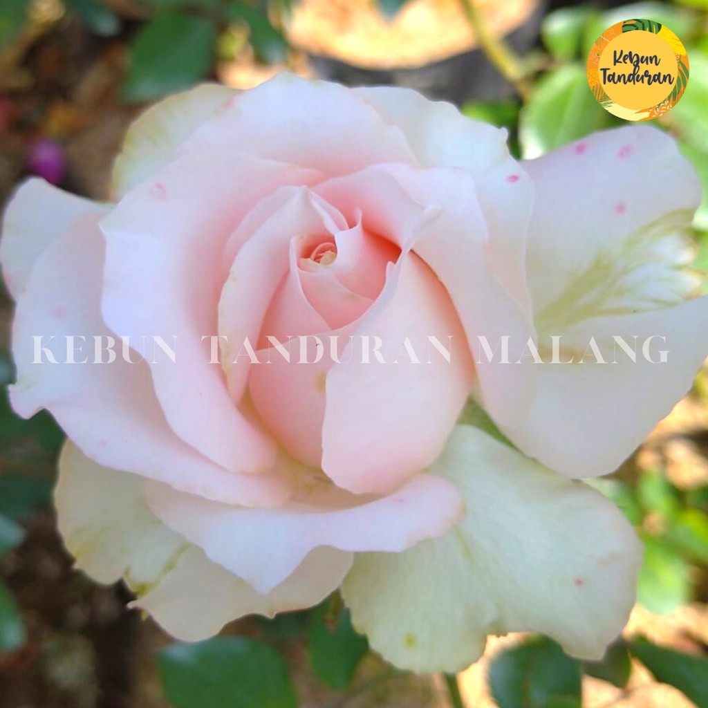 Jual Tanaman Hias Mawar (berakar dan bebunga) Aneka Warna | Shopee Indonesia