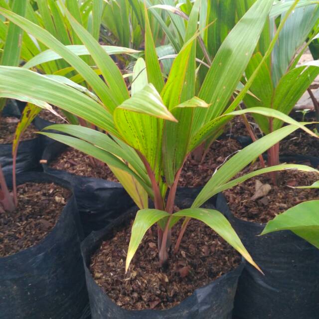 Jual Bibit tanaman palem botol merah - palem botol batang merah ...