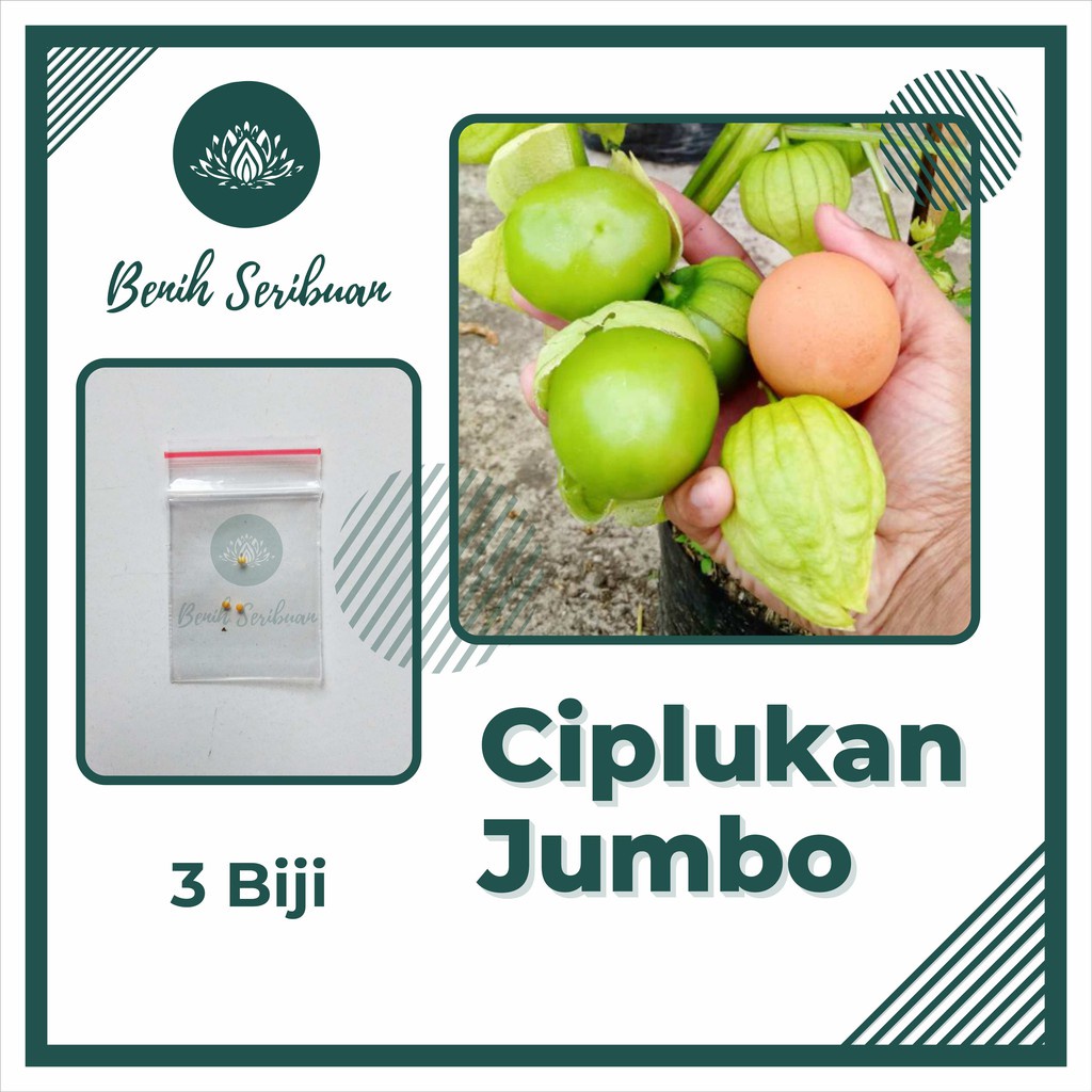 Jual Bibit Ciplukan Jumbo - 3 Benih Ciplukan Jumbo Morel Berry Hijau ...